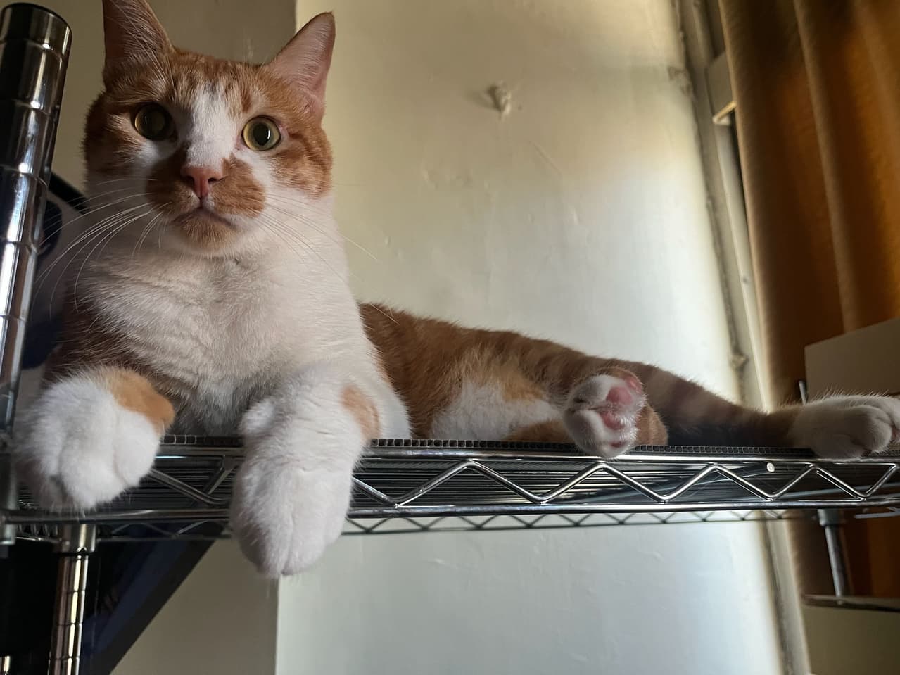 台中貓咪送養 - 寵物板 | Dcard
