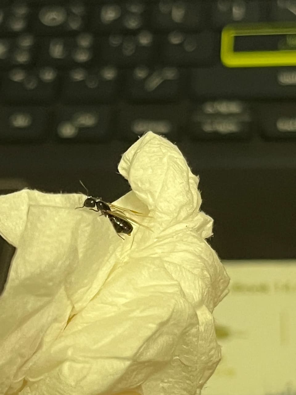 請益 請問這是什麼蟲蟲? 昆蟲板 Dcard