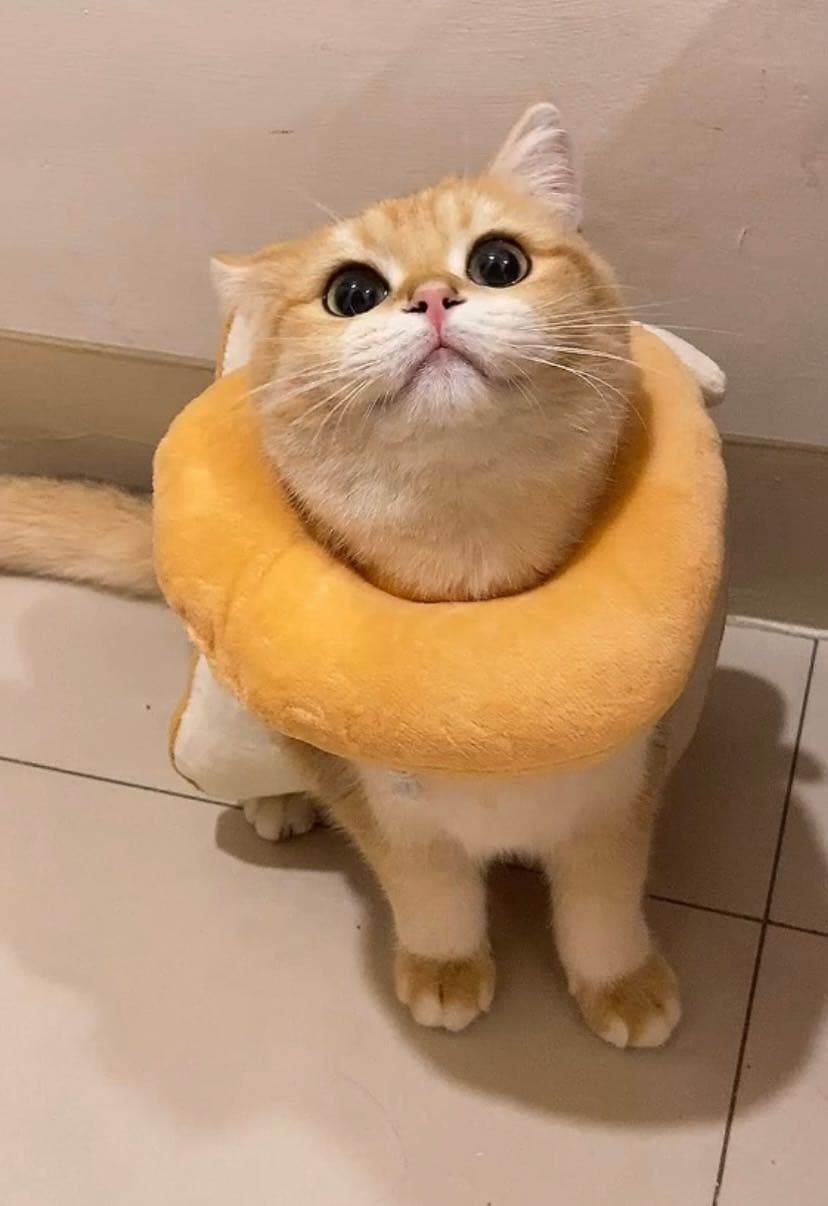 🍗蝦 - Sakura (@smile_sakura228) | Dcard