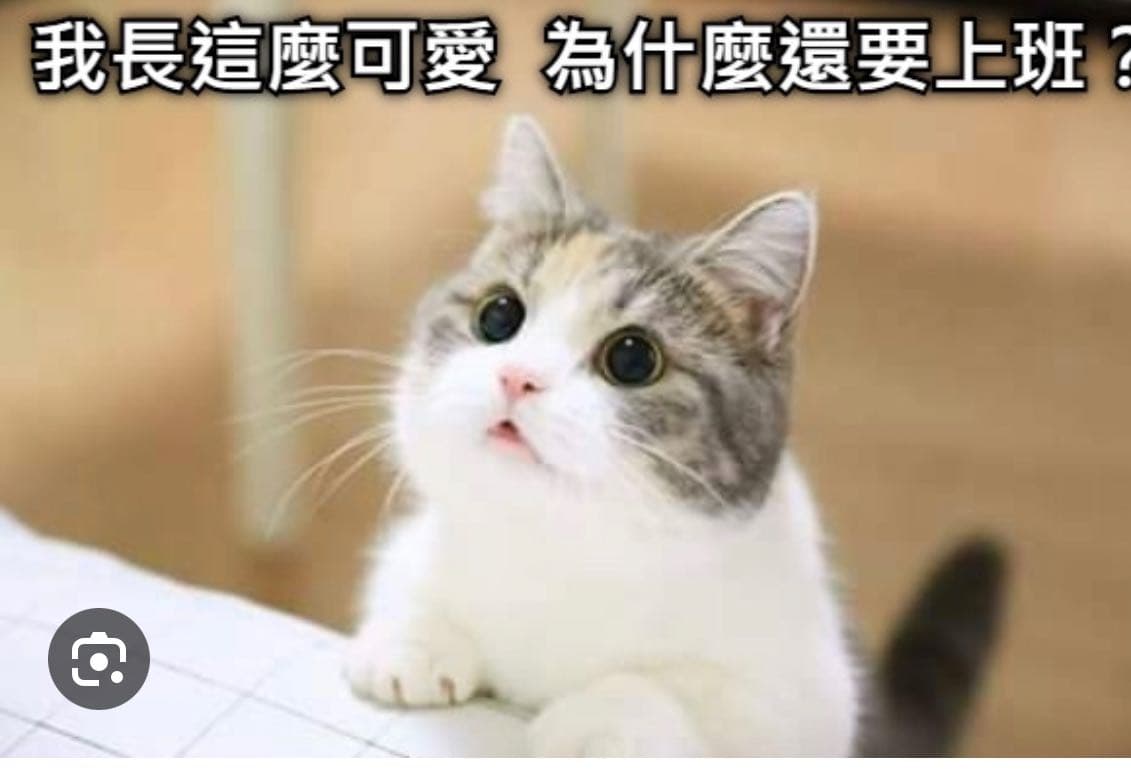 我那麼可愛為什麼要工作? 閒聊板 Dcard