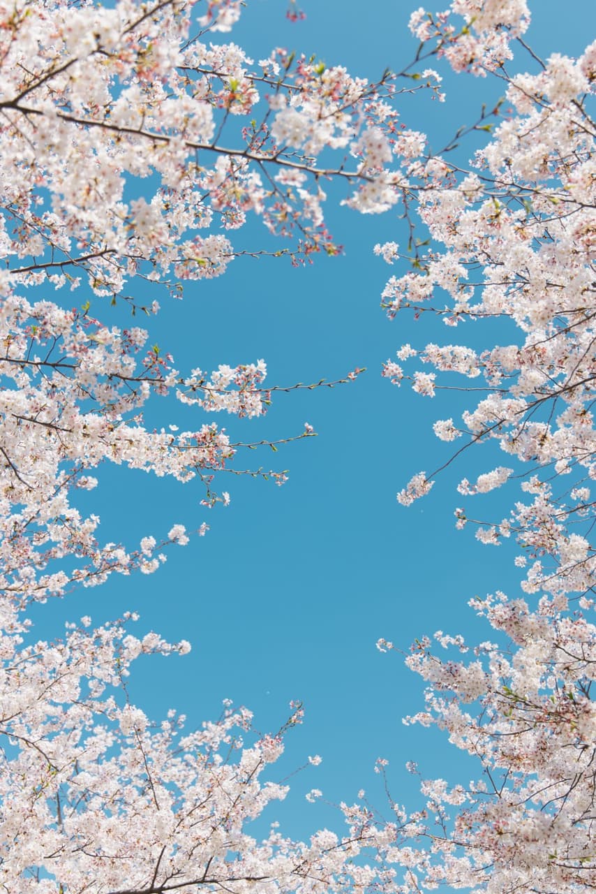 個版第一篇&鎌倉櫻花盛開啦🌸 - 法蘭克福 (@frankucc) | Dcard