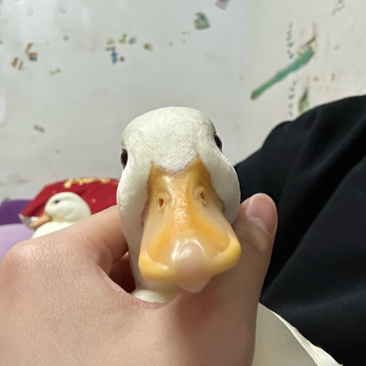 今日嘎嘎 柯爾鴨 - 寵物板 | Dcard