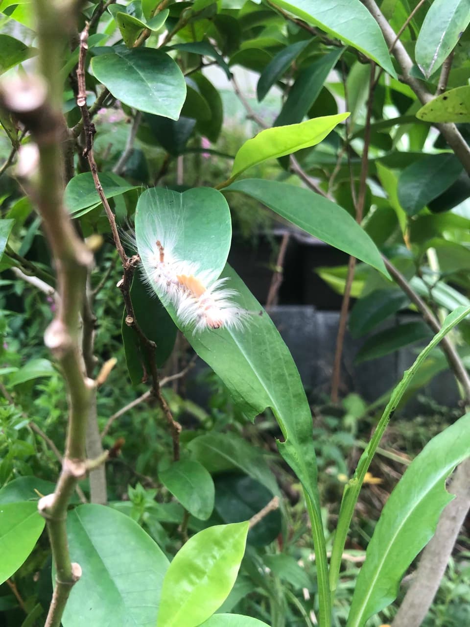 鑑定 請問這是什麼蛾的幼蟲? 昆蟲板 Dcard