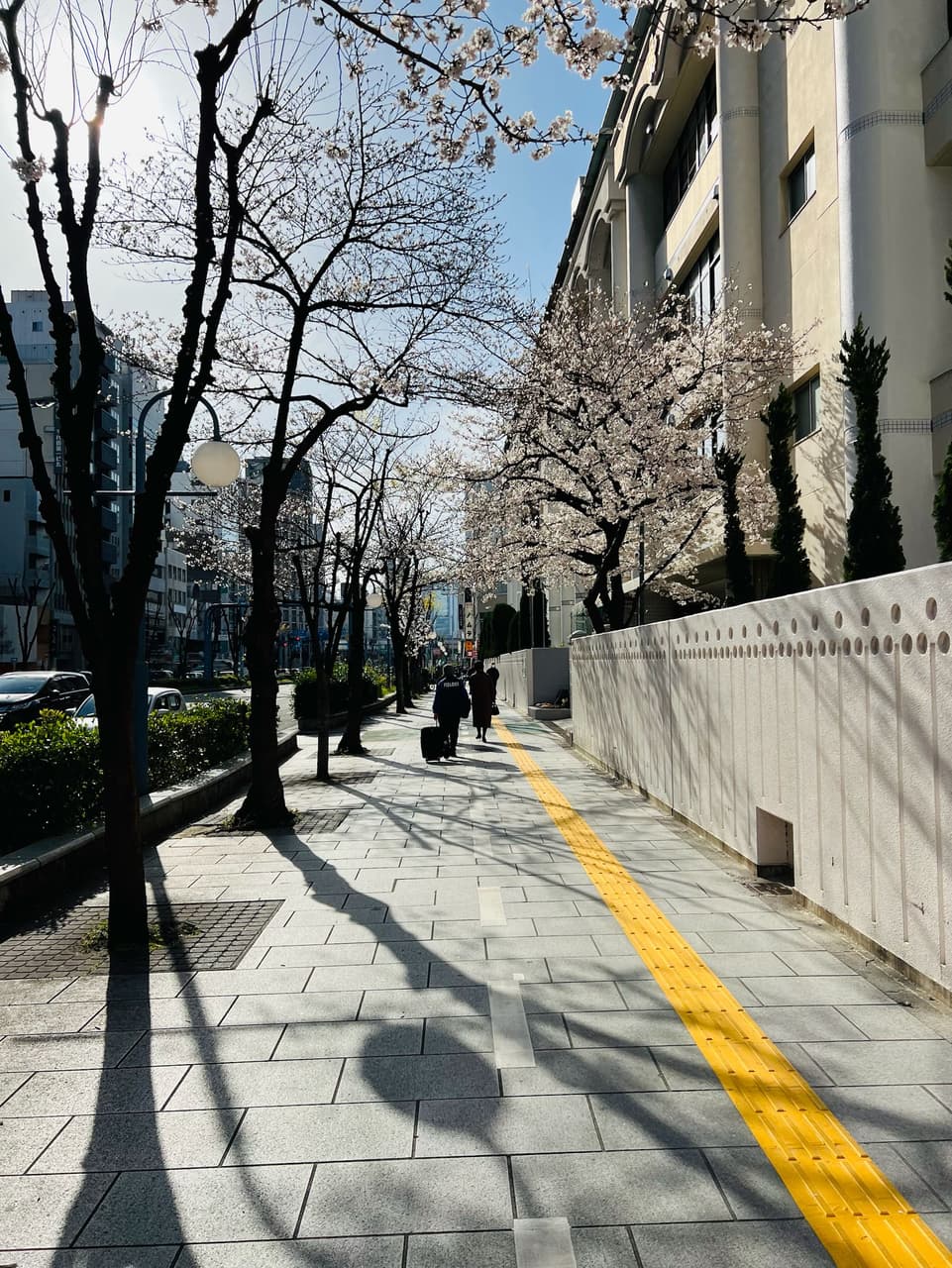 3/31大阪市的櫻花開花狀況 - 藤原豆腐 (@tou_en) | Dcard