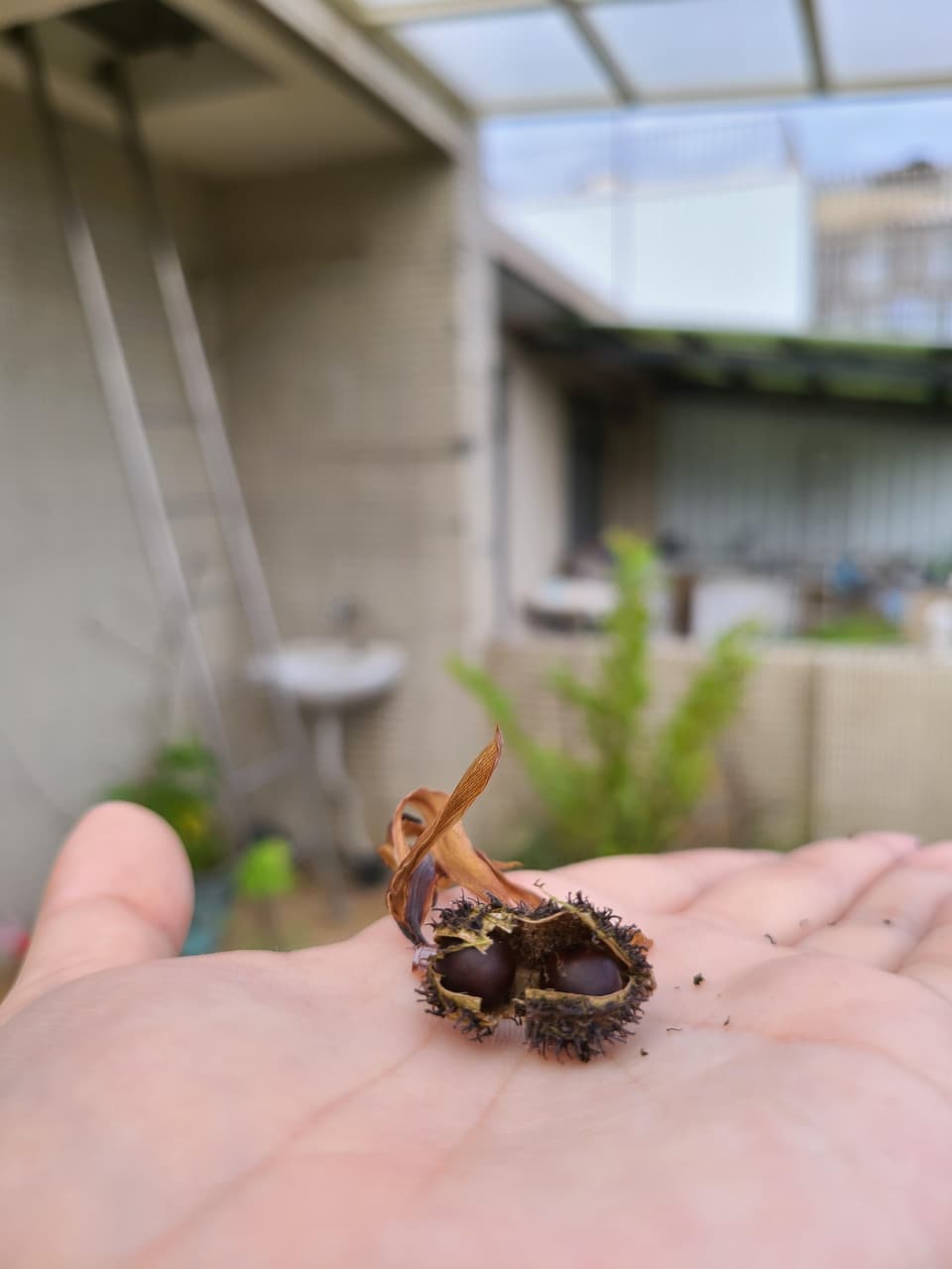 美人蕉乁( ˙ω˙ )厂 - 綠油精成癮者୧⍤⃝💚 (@tg_radish) | Dcard