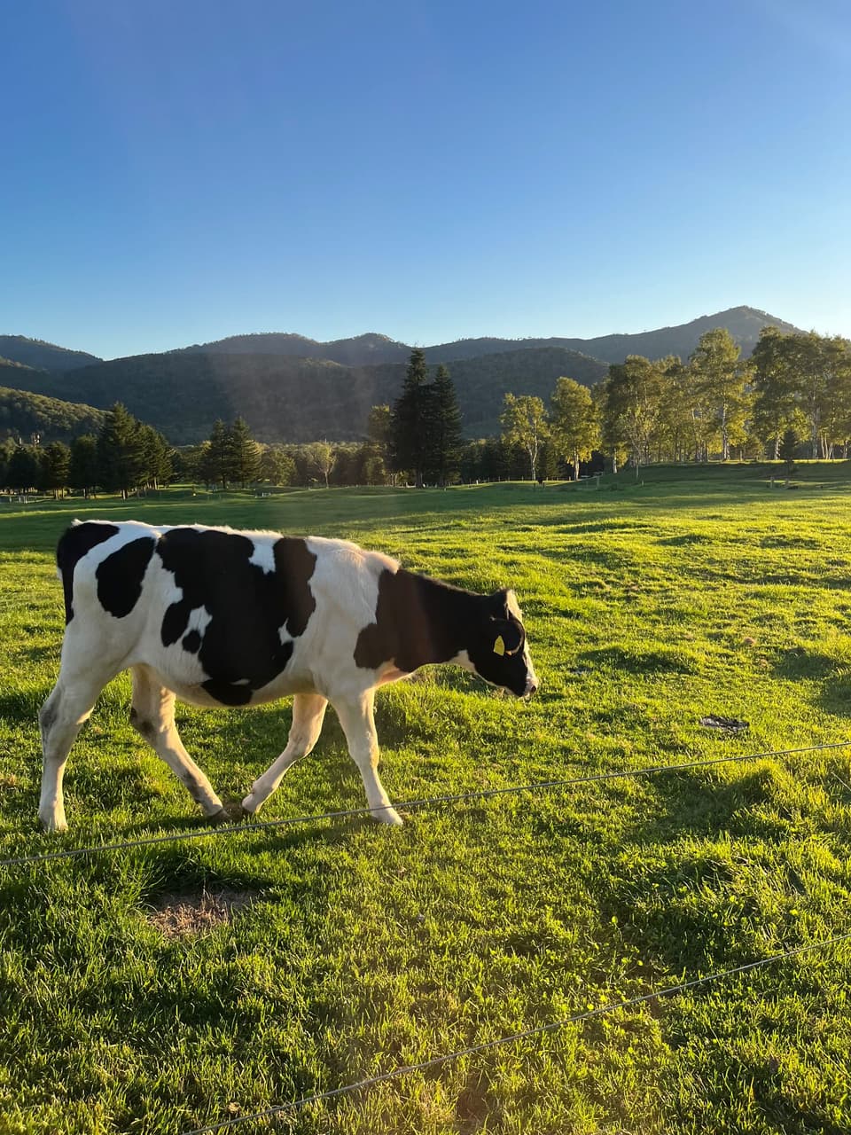 從北海道回來了，遇到好多野生小動物(^o^)/ - 小肥魚魚 (@smallfatfish) | Dcard