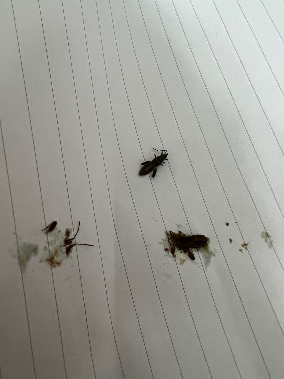 鑑定 請問這是什麼蟲子? 昆蟲板 Dcard