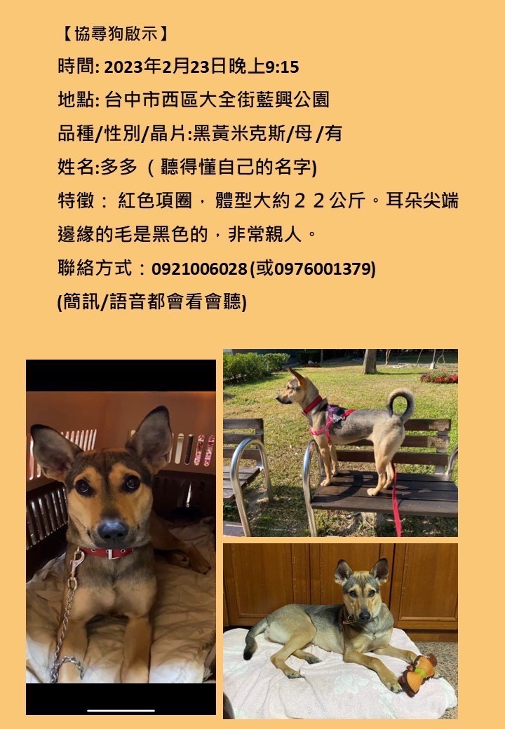 尋狗啟示 寵物板 Dcard
