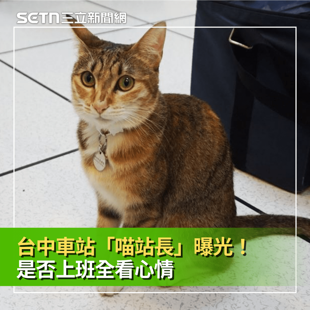 台中車站「喵站長」曝光！買票必須先安檢 是否上班全看心情 - SETN三立新聞網 (@setn54) | Dcard