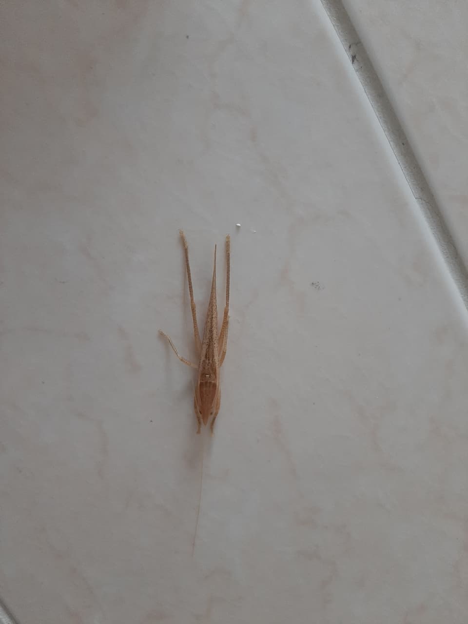 請益 請問這是什麼種類? 昆蟲板 Dcard