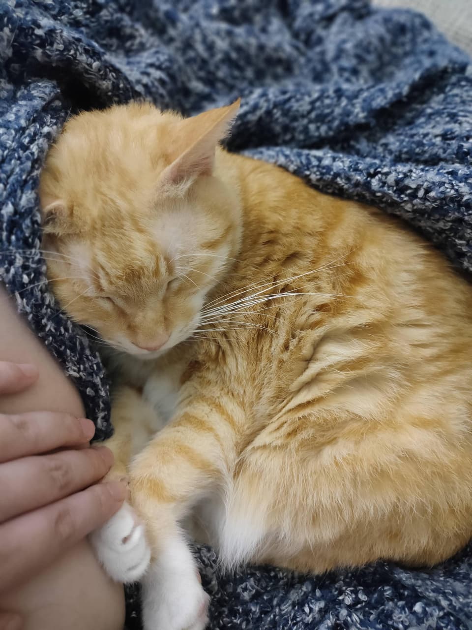 貓日記part2，碳碳來家之後 - 龍豬毛毛🤍 (@dpccsh) | Dcard