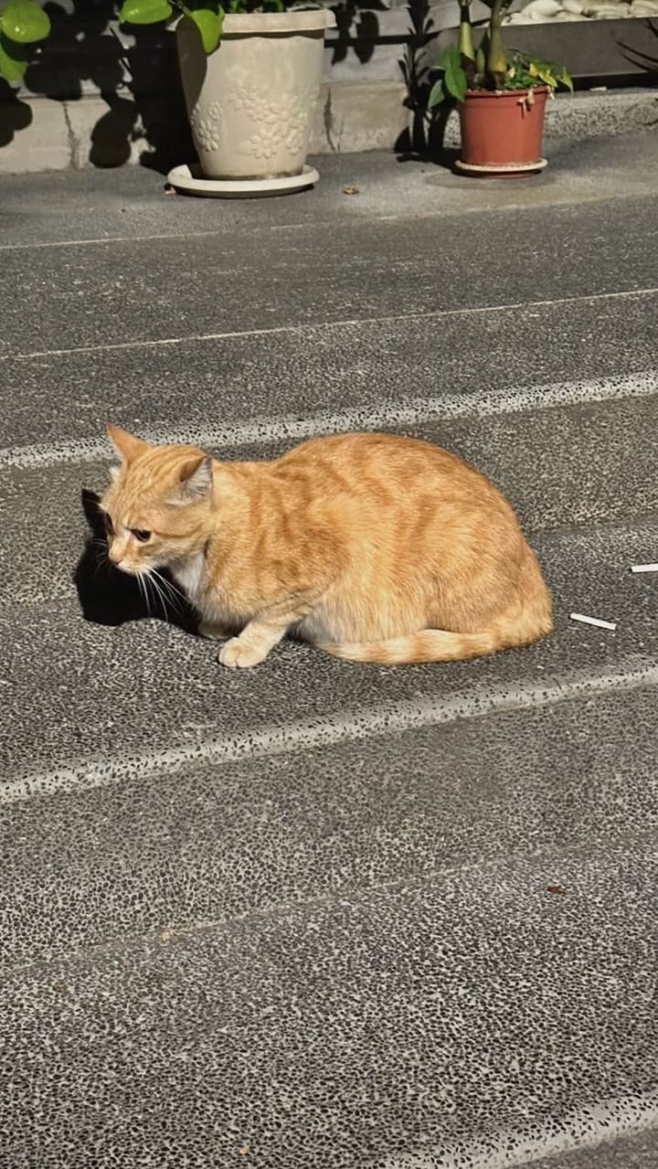 🥯⁰̷̴͈꒨⁰̷̴͈🥯 - 棉花甜不甜 (@cotton_9) | Dcard