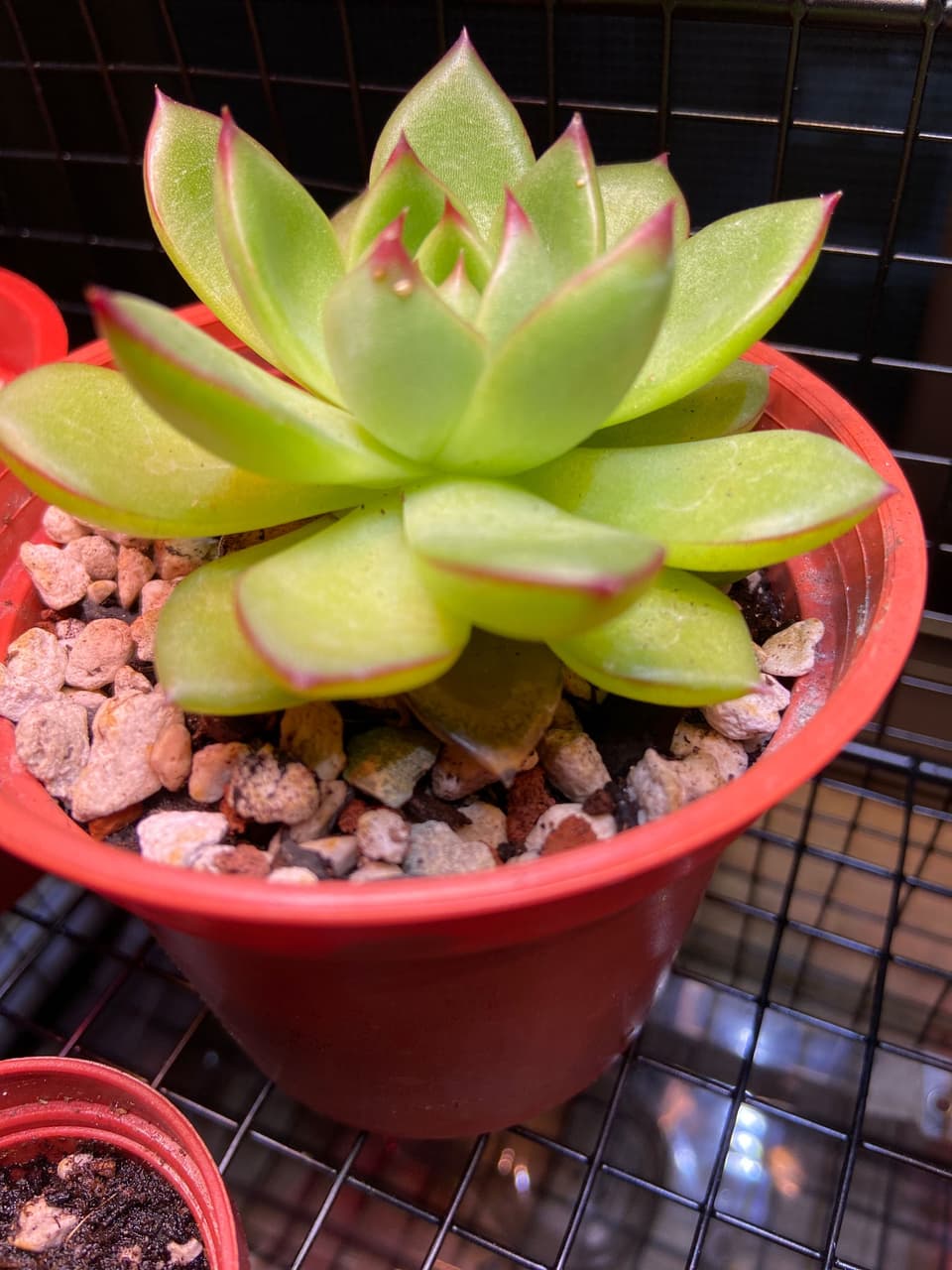 多肉 請益多肉葉子變黑 植物板 Dcard
