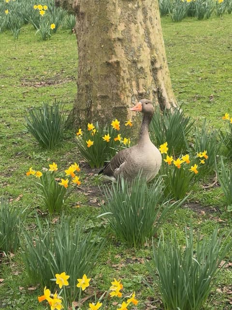 #國外遊記 英國倫敦🇬🇧9天獨旅自由行D4 - 旅遊板 | Dcard