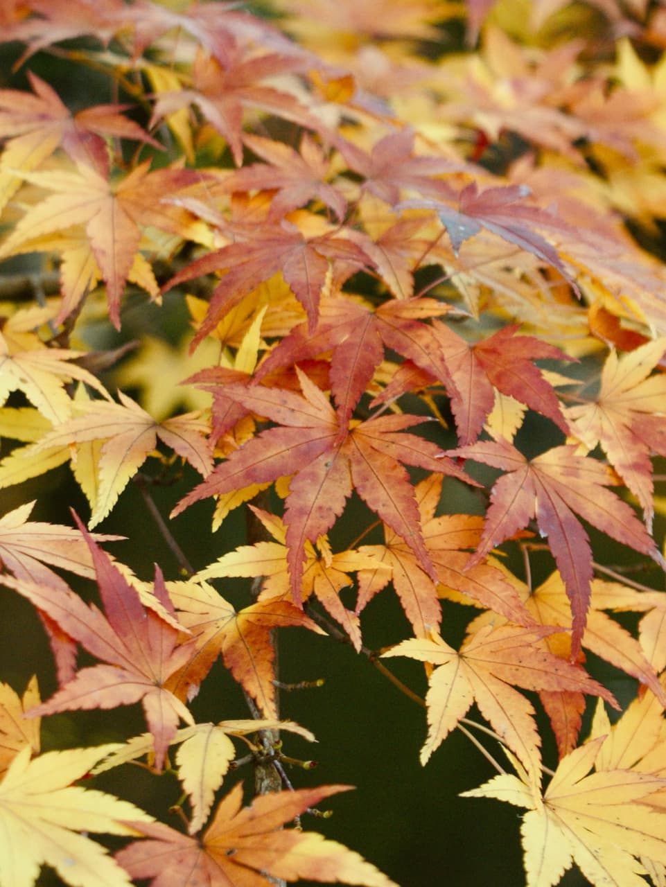 十二月的高尾山是火紅色的 - TK (@tsaoyuho2020) | Dcard