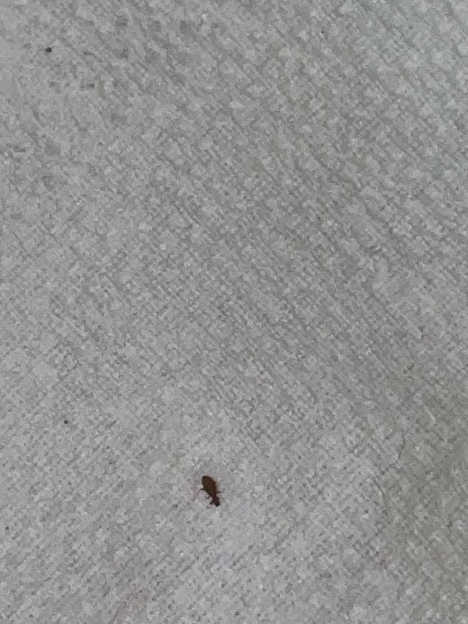 請益 請問這是什麼蟲 昆蟲板 Dcard