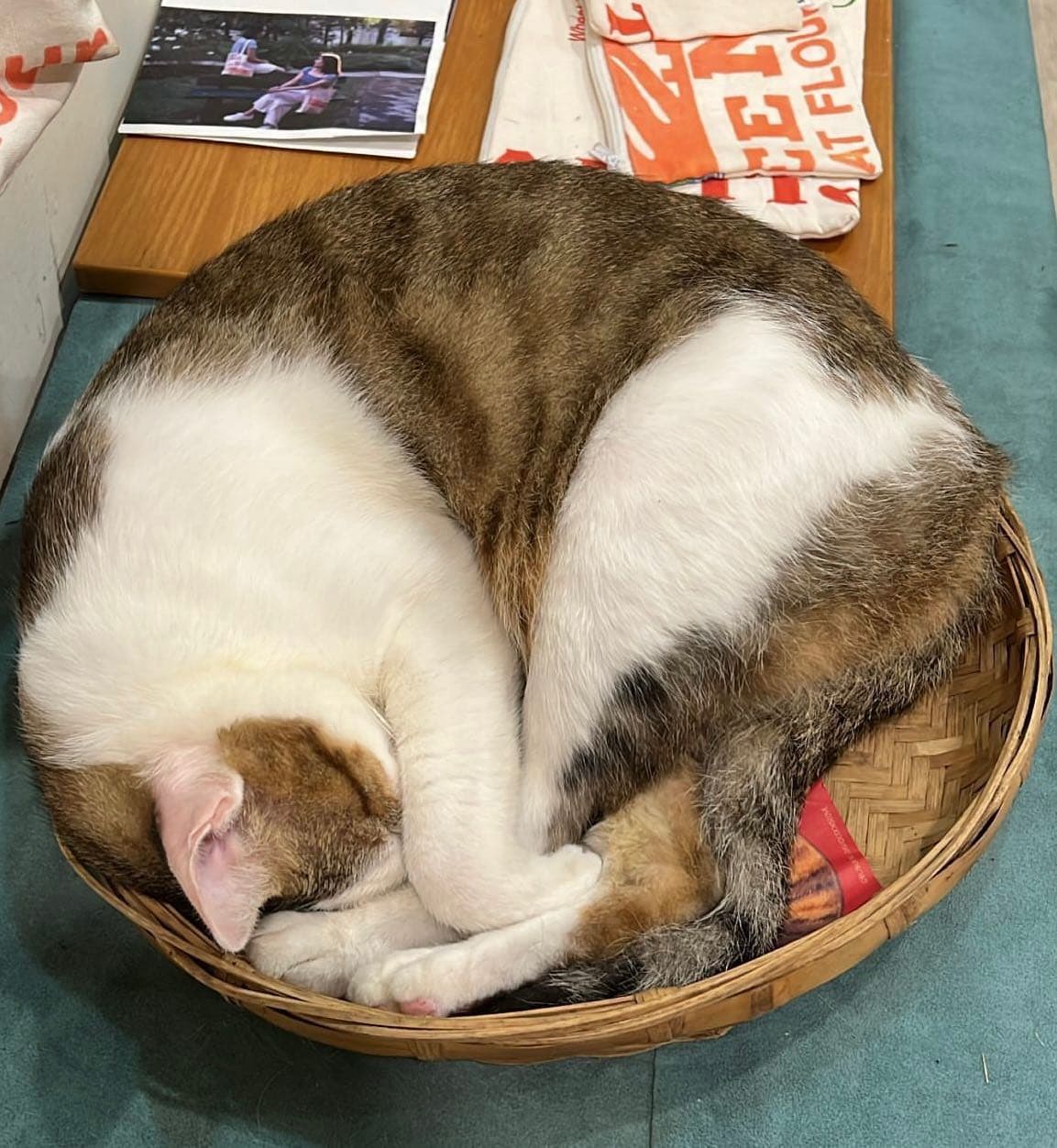 有貓就給讚😻想再二訪的貓咪咖啡廳 - 呷雯卿 (@wenc1227) | Dcard