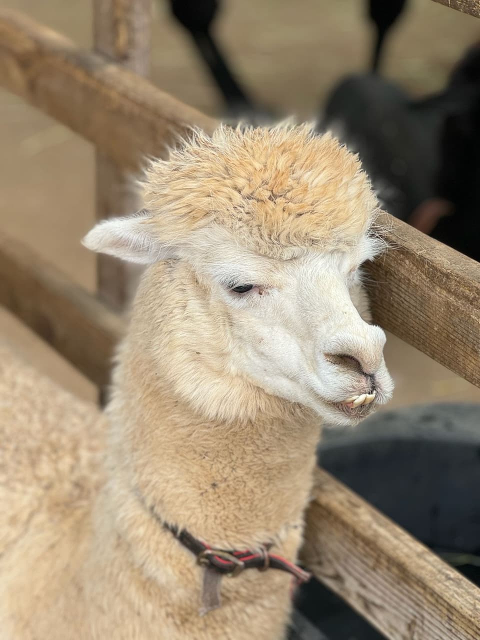 #國外遊記 #韓國首爾 #行程分享 - 旅遊板 | Dcard