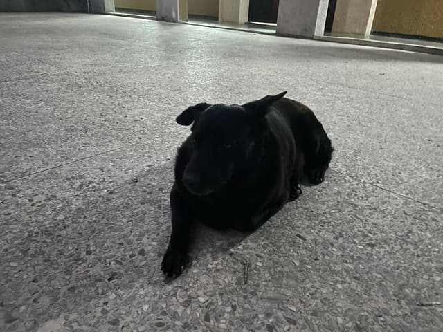 小黑過世了QAQ - 成功大學板 | Dcard