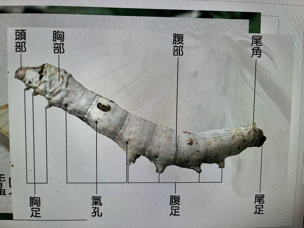 國小 請問這些毛毛蟲是什麼昆蟲的幼蟲呢？ 教師板 Dcard