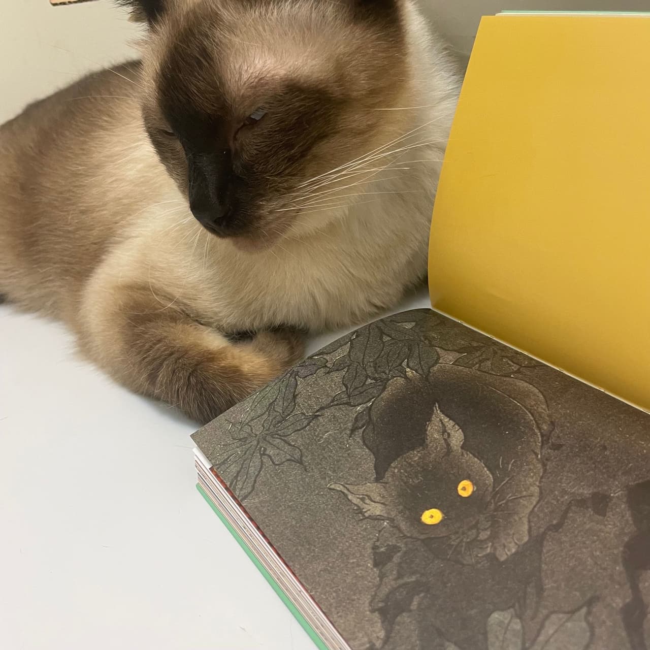 貓咪題材的畫作書籍😻Cats in Spring Rain - 書籍板 | Dcard