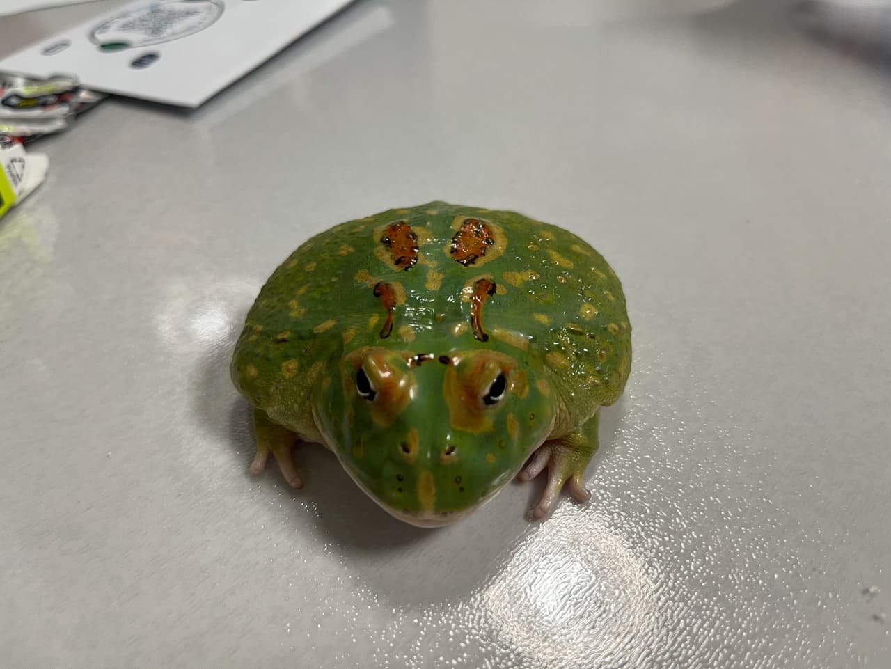 求救！角蛙不拉屎怎麼辦？ - MY_Pets板 | Dcard