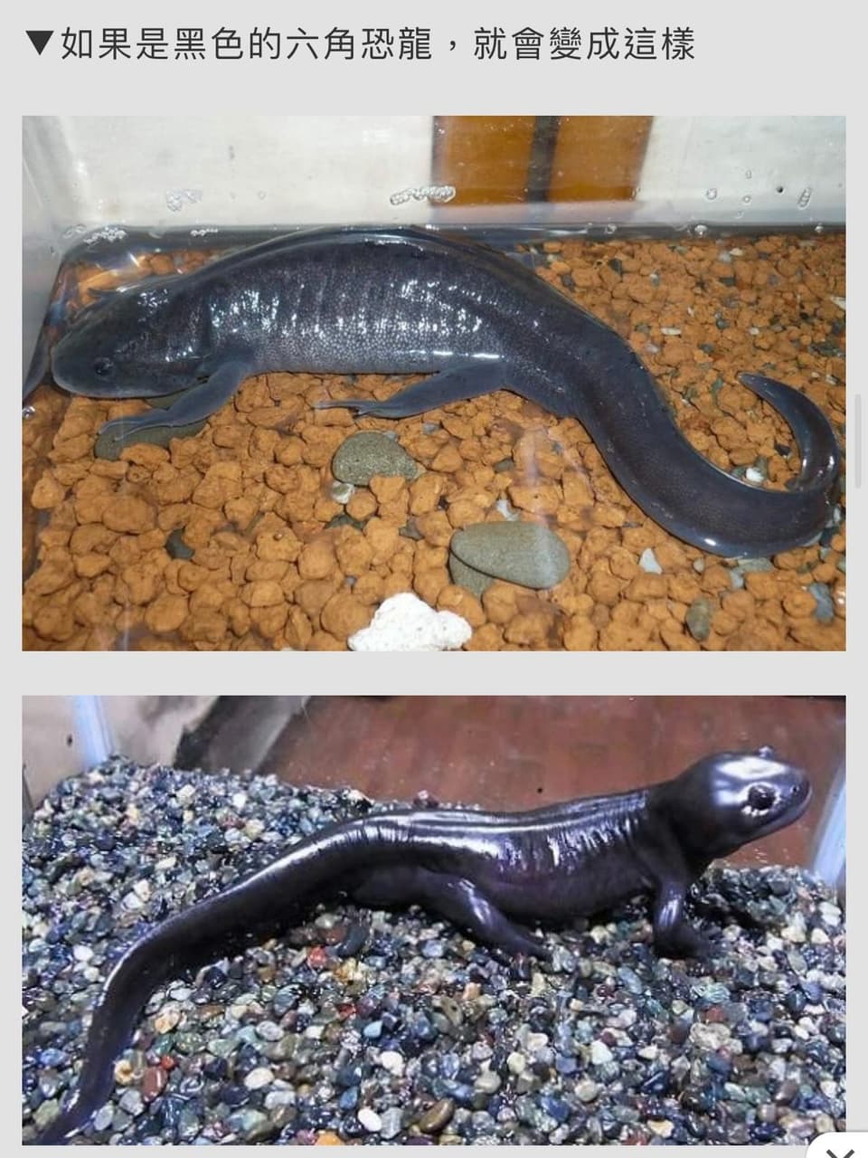 WTF 六角恐龙还会进化 - MY_Pets板 | Dcard