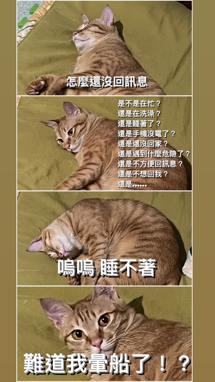 自創 暈船貓咪 梗圖板 Dcard