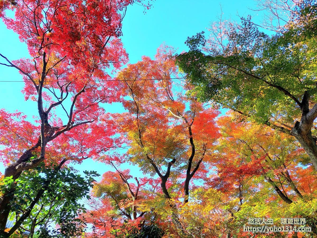 #京都自由行dcard #京都楓葉景點 🍁京都高人氣第一名賞楓景點東福寺 絕美絢麗的楓海美景! 👍😱(日本賞楓/日本楓葉景點) - 日本旅遊板 | Dcard