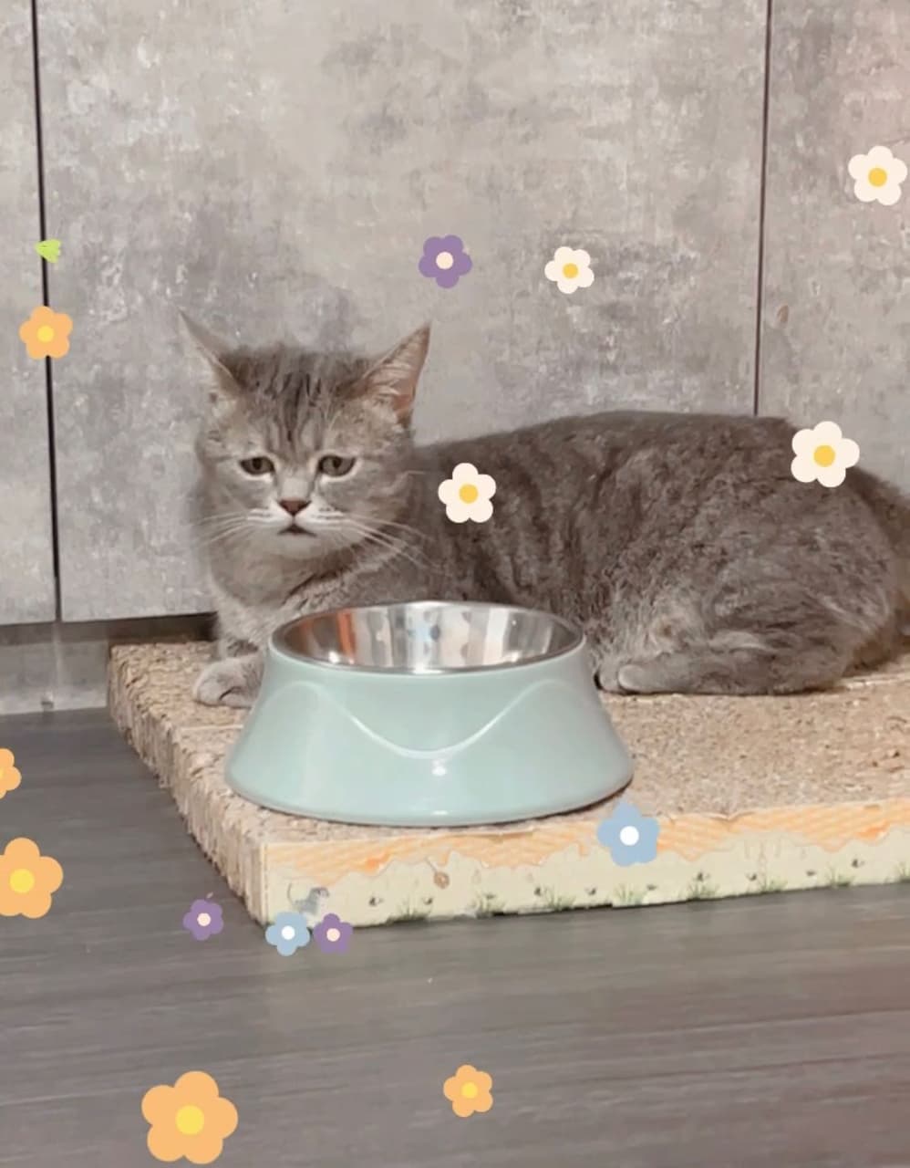 困惑的貓 - 搗灰的娘親 (@mm951113) | Dcard