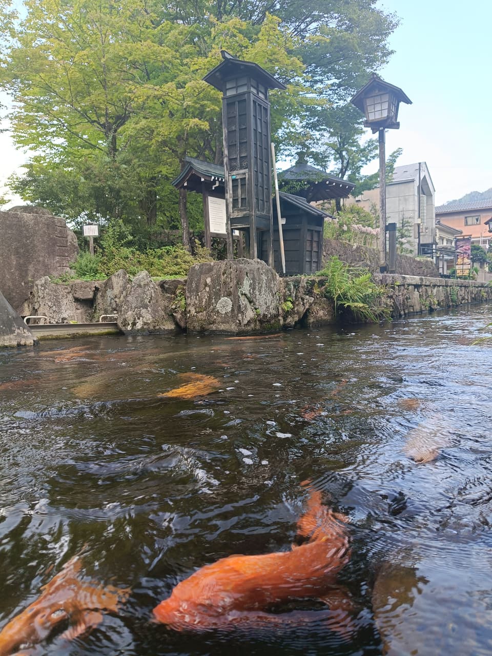 #行程分享 獨旅day4 白川鄉合掌村&A5飛驒牛&飛驒古川 青春18+阿爾卑斯通票，岡山進-上高地-成田出9天8夜 - 日本旅遊板 | Dcard