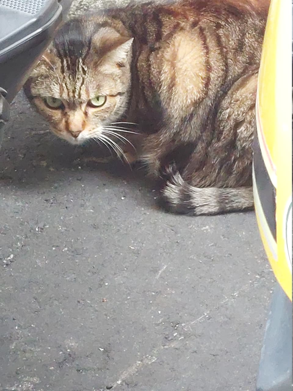 Nothing. Just some random cat pics. Note. There are more in comments ...