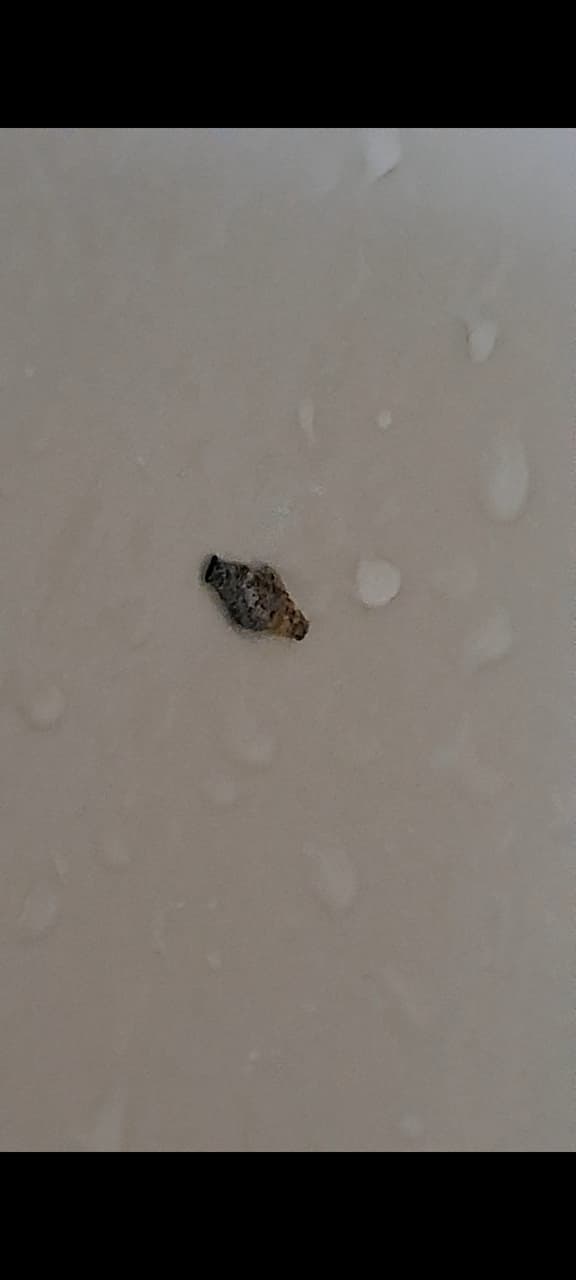 請益 這是什麼奇怪的蟲 昆蟲板 Dcard