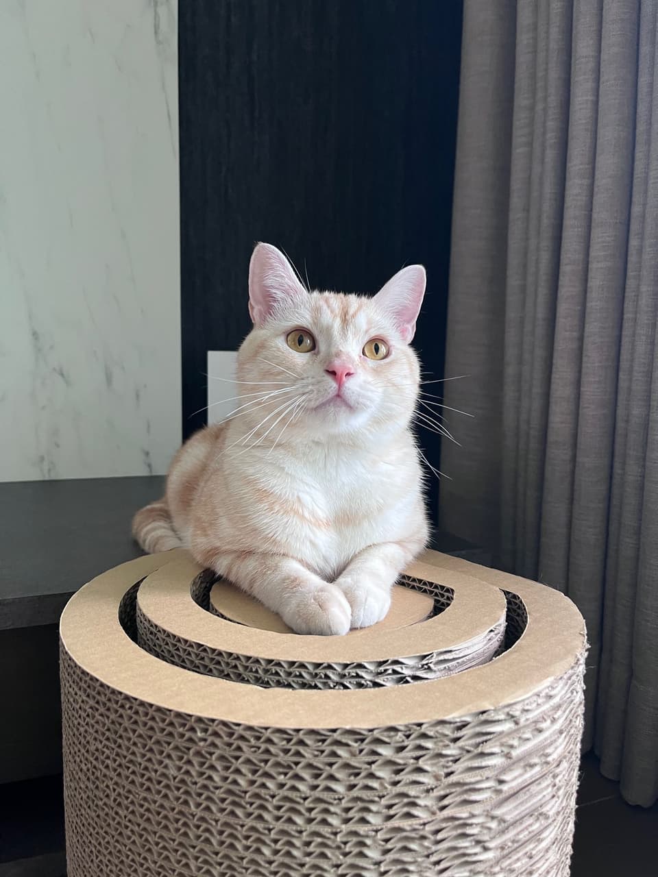 看起來很有禮貌的貓 - 𝓘𝓮𝓼𝓼𝓲𝓮 (@wen_1208) | Dcard