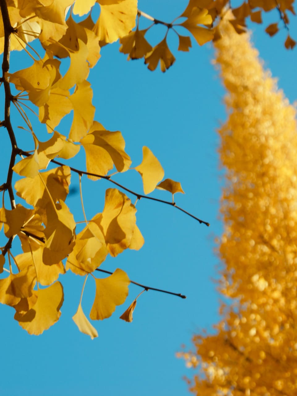 十一月的新宿是金黃色的 - TK (@tsaoyuho2020) | Dcard