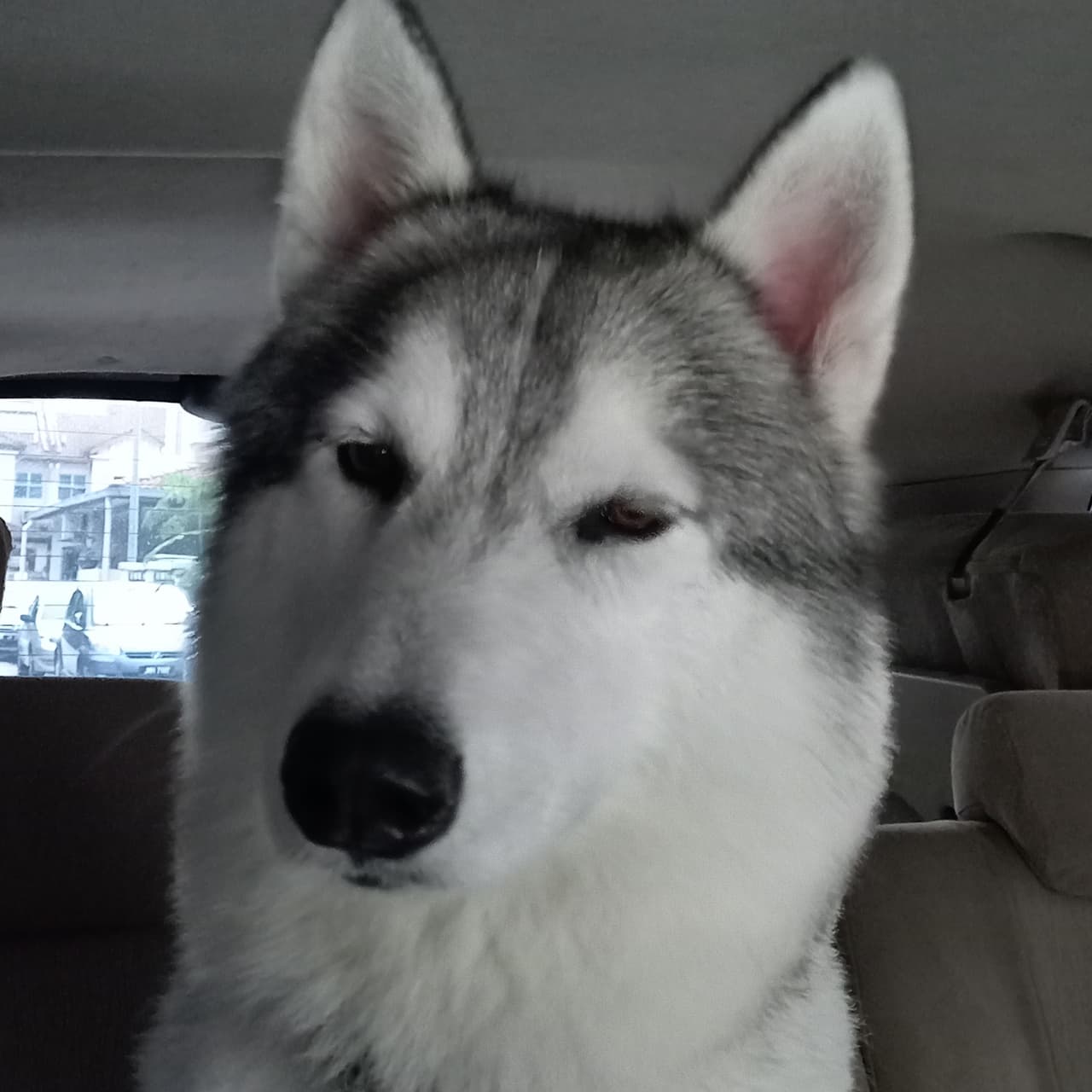 很焦虑😮‍💨 - MY_Pets板 | Dcard