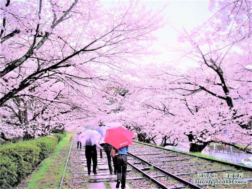 #京都櫻花景點 #京都賞櫻dcard 🌸【2025京都賞櫻】20處日本京都賞櫻景點遊記美照與實用資訊比較分享！(含京都櫻花預測、京都賞櫻地圖) 🌸 - 日本旅遊板 | Dcard