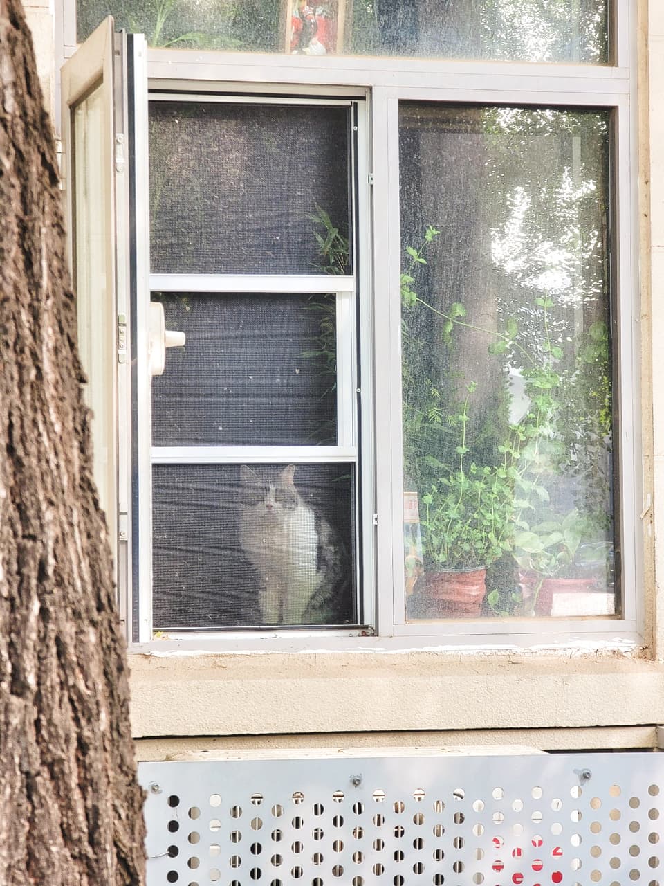 貓貓今天去治愈對面的人了，但你有我 - 三聲玲二聲水 (@jing_yan) | Dcard