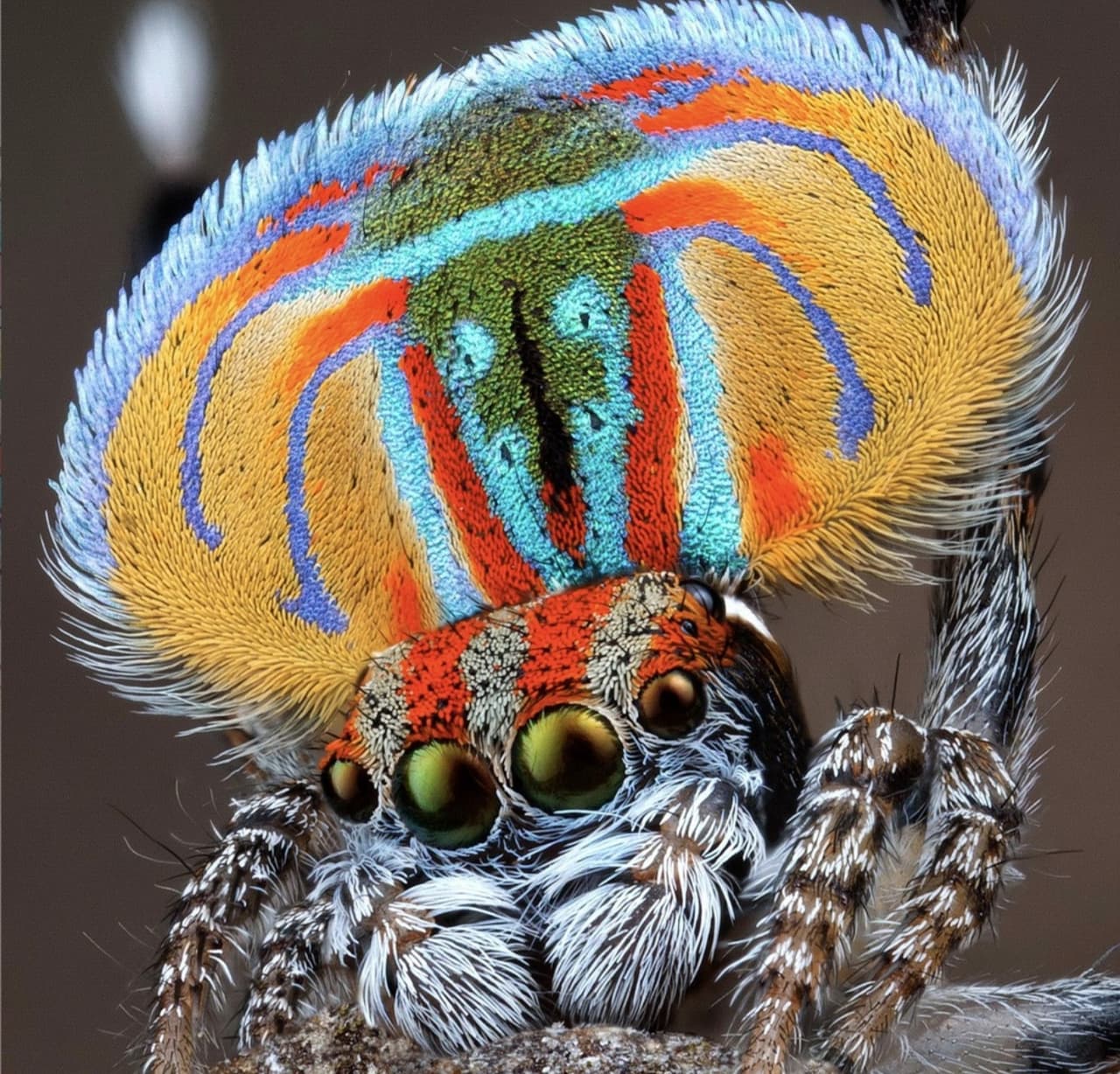 #分享 彩鳳開屏-華麗孔雀跳蛛（Maratus splendens）已放置防雷圖 - 昆蟲板 | Dcard