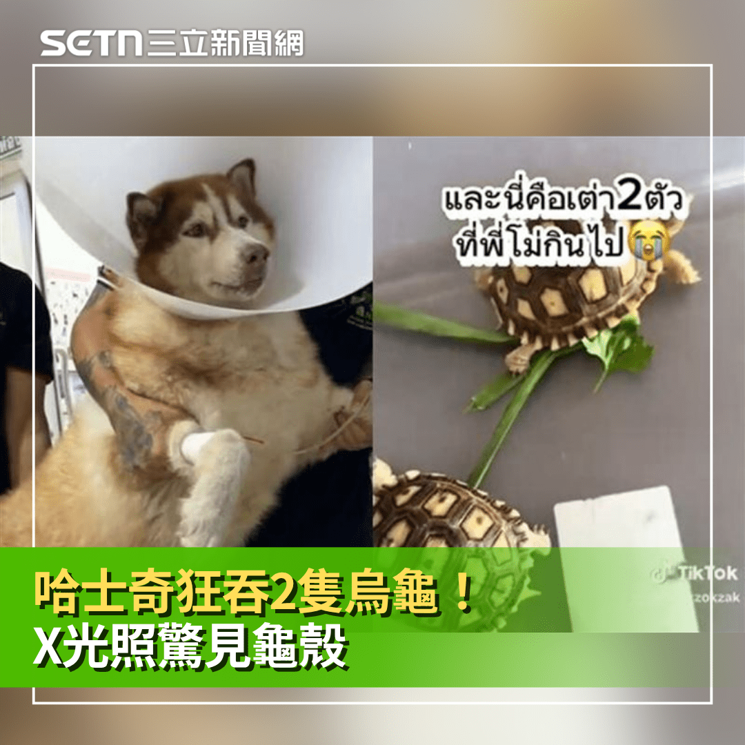 哈士奇狂吞2隻烏龜！X光照驚見龜殼 獸醫曝救命關鍵：暫不動刀 - SETN三立新聞網 (@setn54) | Dcard