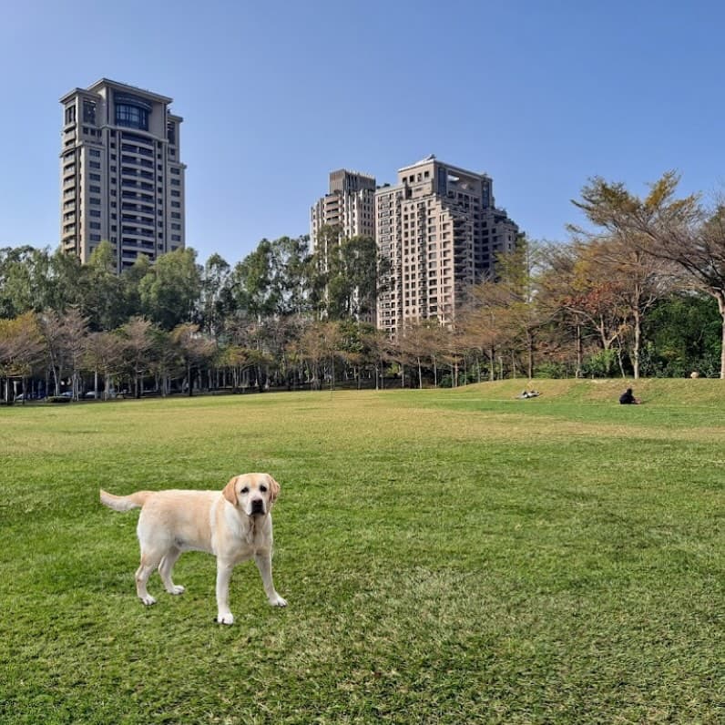 ♡ 一群小狗當警察的故事🐶新電影：《八歲K9》 最新影廳、場次、情報整理、線上購票資訊 - ･₊ ˚𝘺𝘶𝘯𝘢 ౨ৎ* (@yuna22o) | Dcard