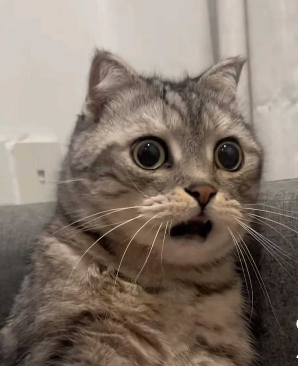 如果罷免成功了：假如“他們”再次完全執政，會發生什麼？ - 貓貓頭社長 (@katzenkopf) | Dcard