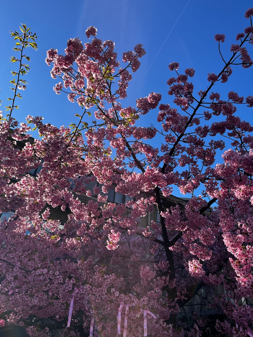 【開C玩日本#2】東京第一波櫻花秘境！滿開櫻花＋限定御守太美了！#新鮮事調查局 - 吃貨C女孩 (@cathyfoodie_150) | Dcard