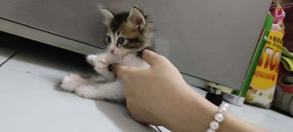 我家哈基米小时候的样子 - MY_Pets板 | Dcard