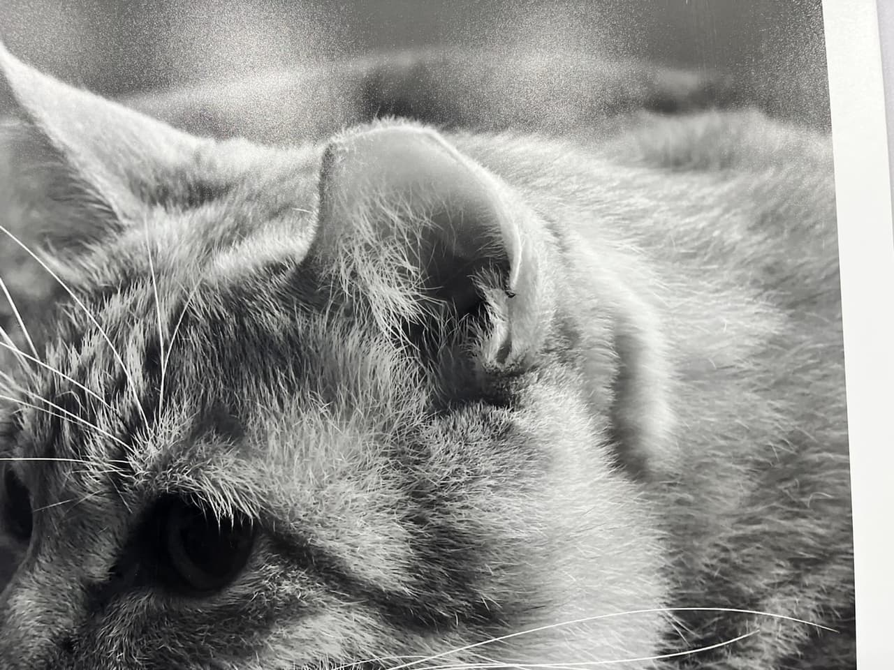 分享Sharp R9 Pro華山體驗心得 - 3C板 | Dcard