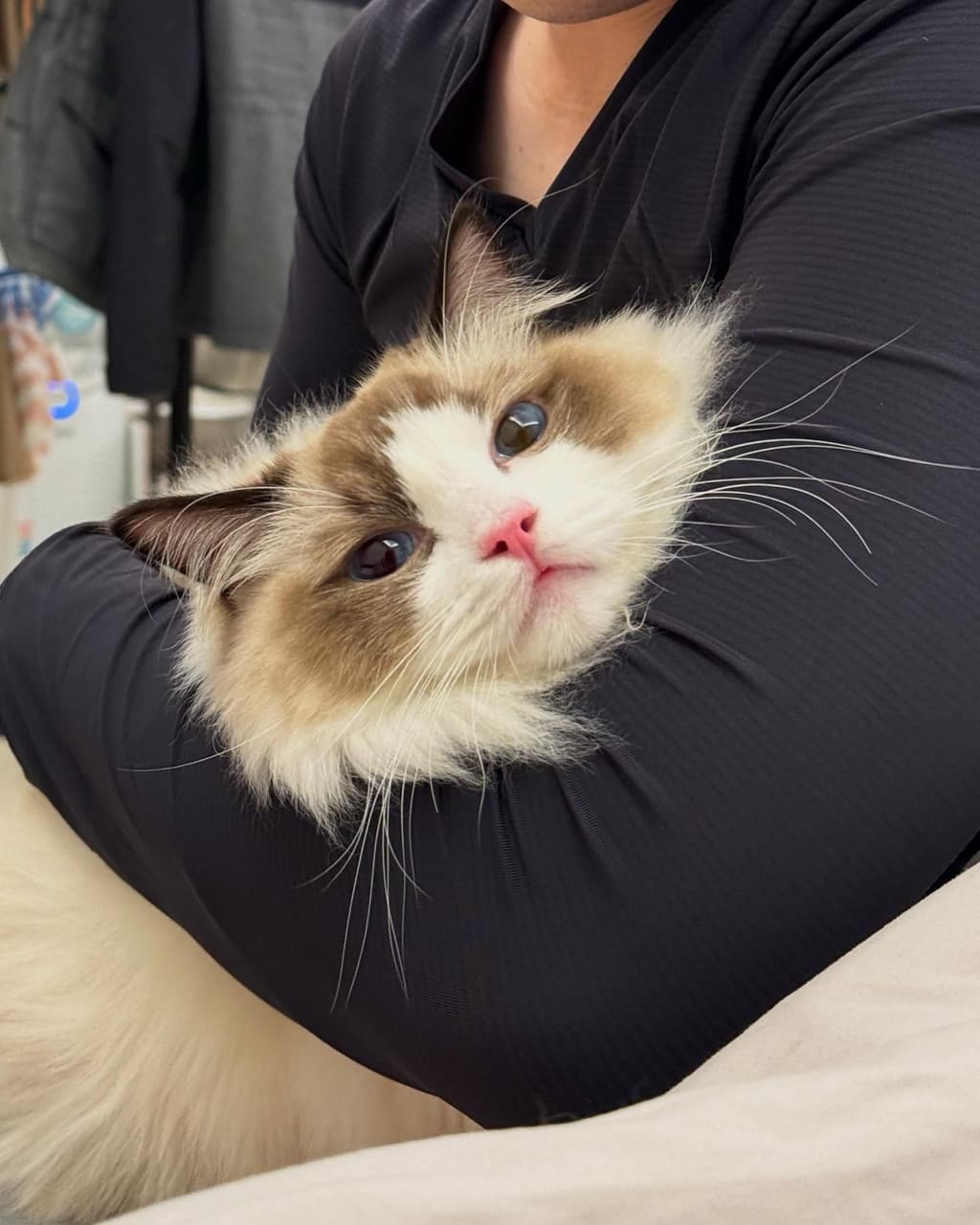 我們是simba&nana ෆ⸒ - 曬貓板 | Dcard