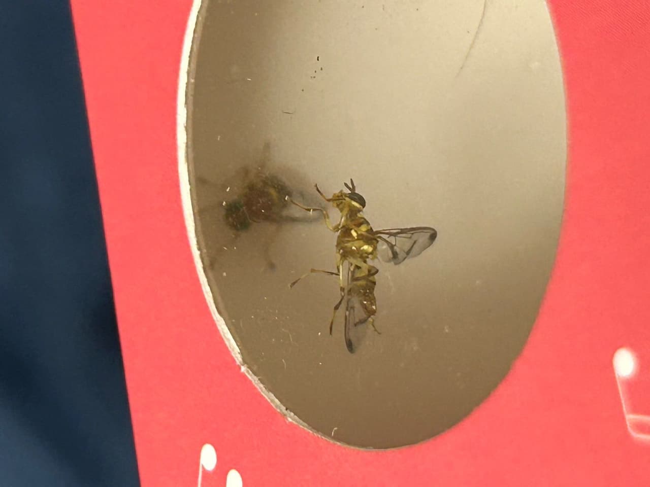 鑑定 請問這是什麼蟲😨 昆蟲板 Dcard