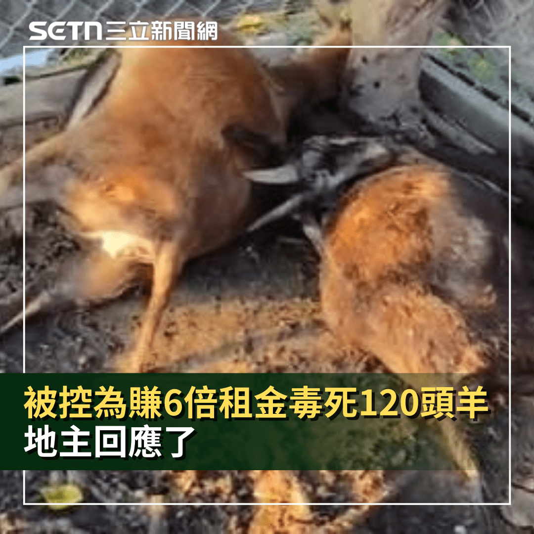 被控為「賺6倍租金」毒死120頭羊…地主否認：未將農藥加入至飼料罐中 - SETN三立新聞網 (@setn54) | Dcard