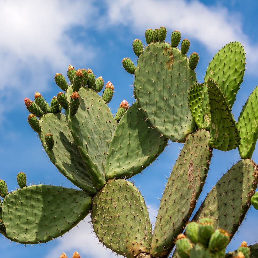 皮革攻略02：純素皮革是啥?植物皮革能吃嗎? - 閒聊板 | Dcard