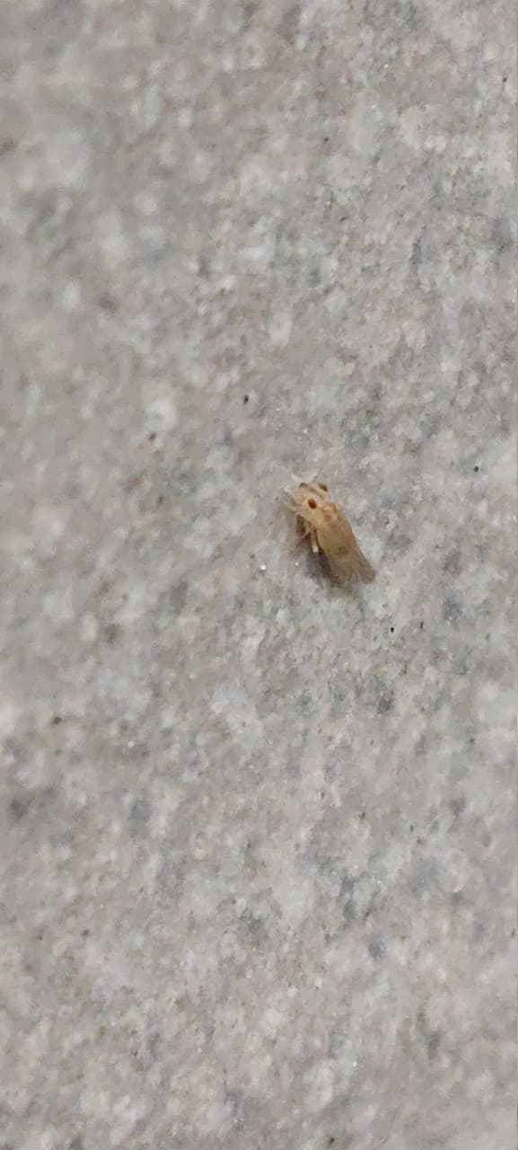 鑑定 這是什麼蟲蟲 昆蟲板 Dcard
